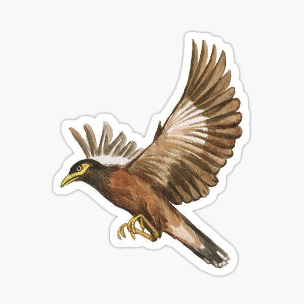 "Flying Mynah Bird" Sticker for Sale by ewglenah | Redbubble