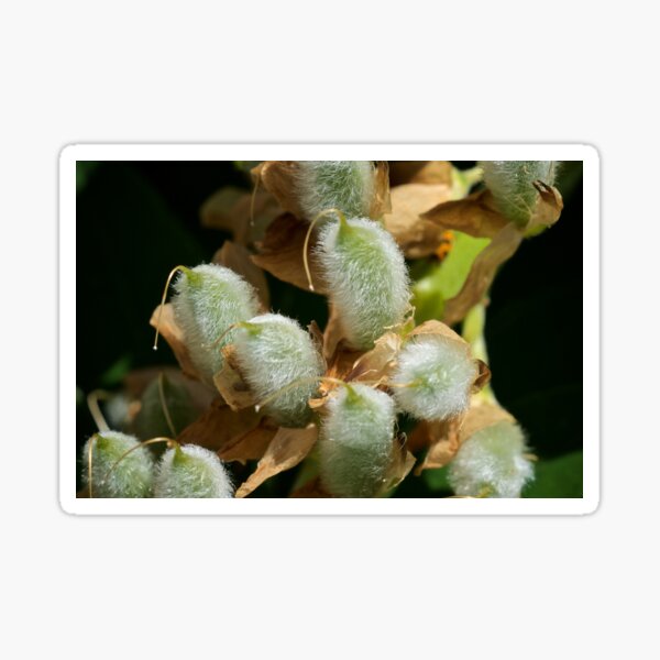 "Fuzzy " Sticker for Sale by D-GaP | Redbubble