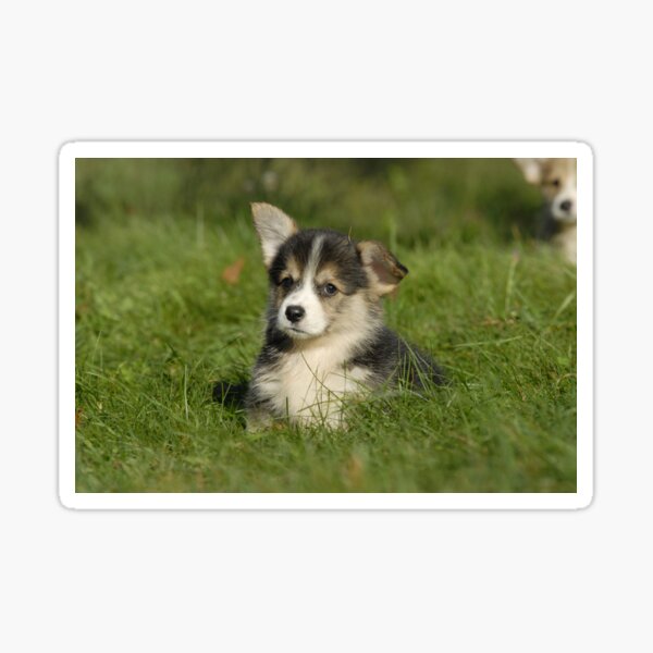 "corgi Puppy" Sticker for Sale by fack3526 | Redbubble