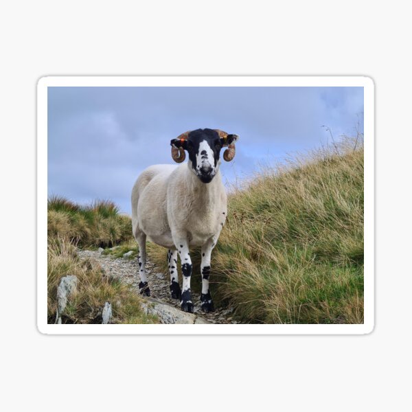 "Mighty Lakeland Sheep" Sticker for Sale by Kat Simmons | Redbubble