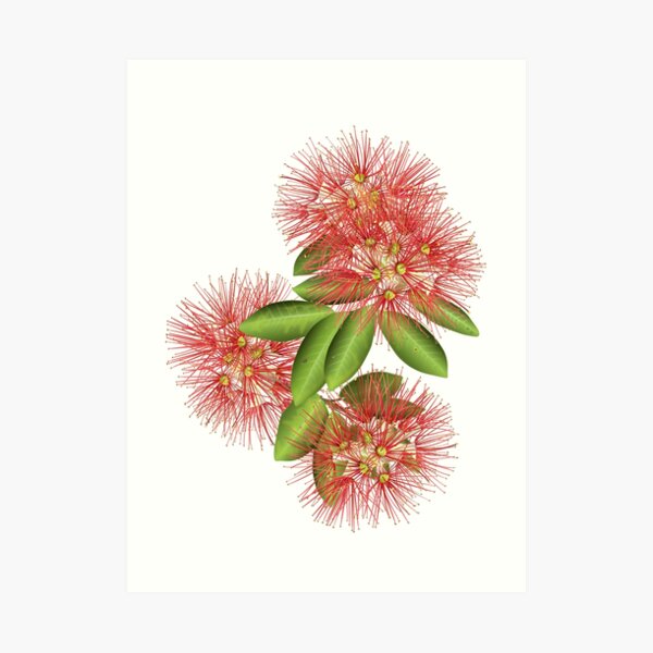 "Pohutukawa Blossoms - New Zealand Botanical" Art Print for Sale by ...