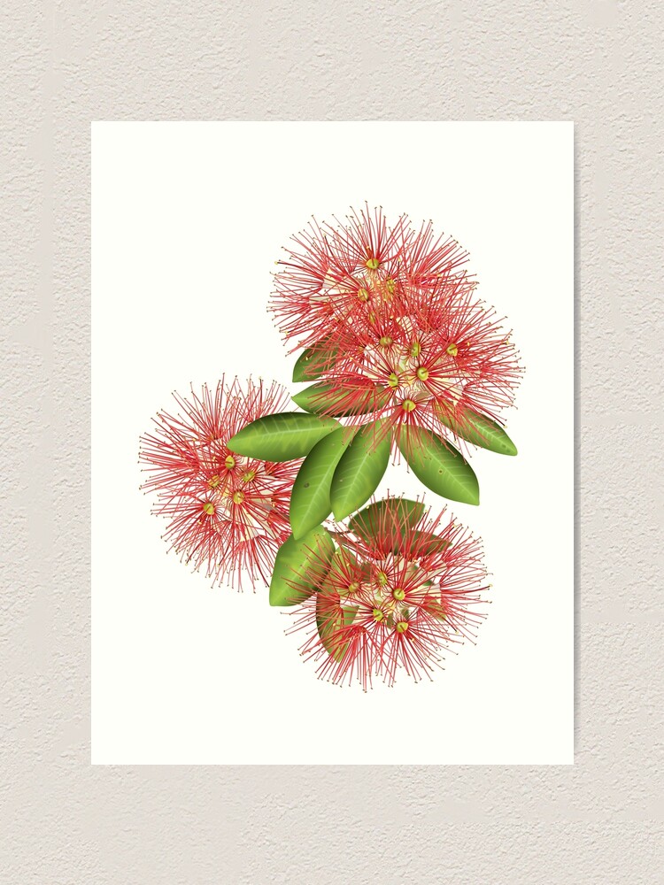 "Pohutukawa Blossoms - New Zealand Botanical" Art Print for Sale by ...