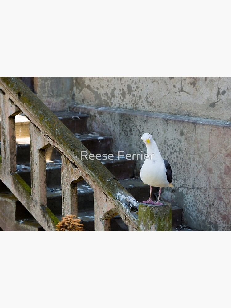 "Confused Seagull" Photographic Print for Sale by Reese Ferrier | Redbubble