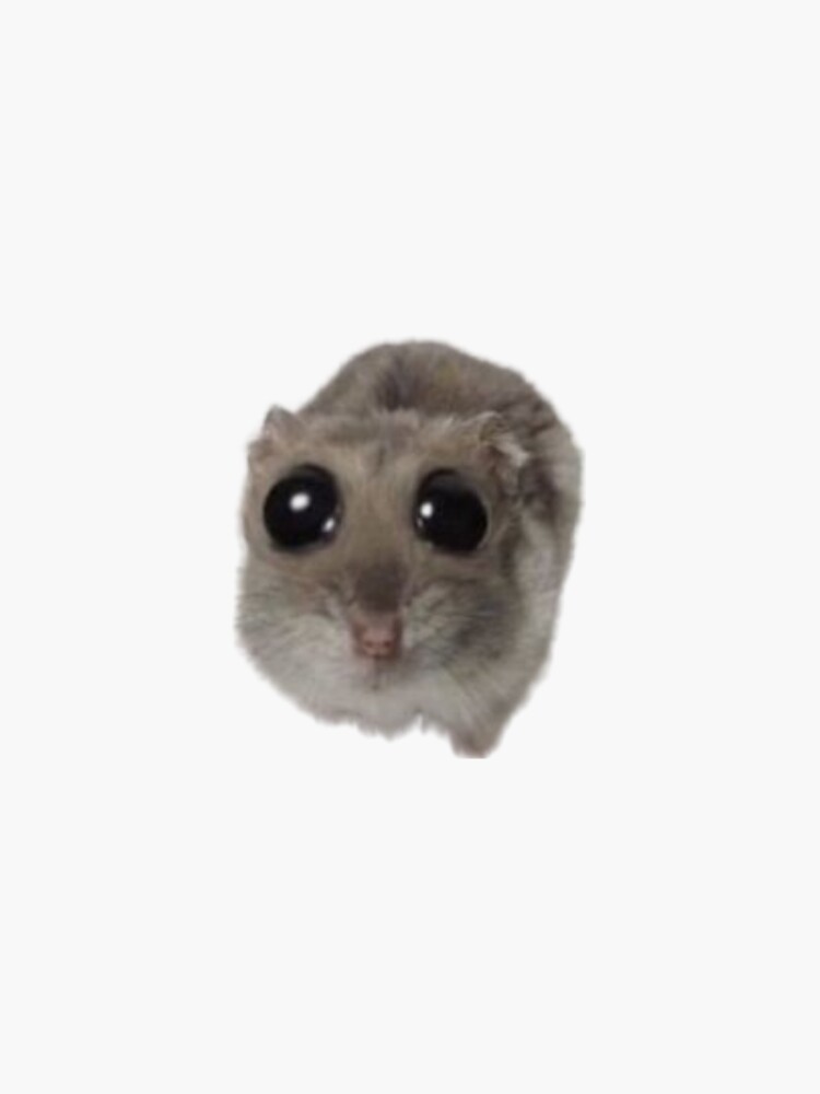 "HAMSTER BIG EYES " Sticker for Sale by TruchaDesigns | Redbubble