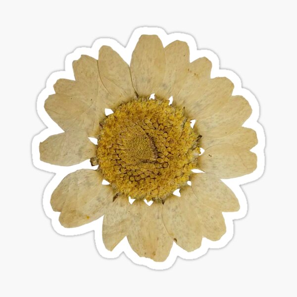 "Vintage dried pressed flower" Sticker for Sale by theirishtea | Redbubble
