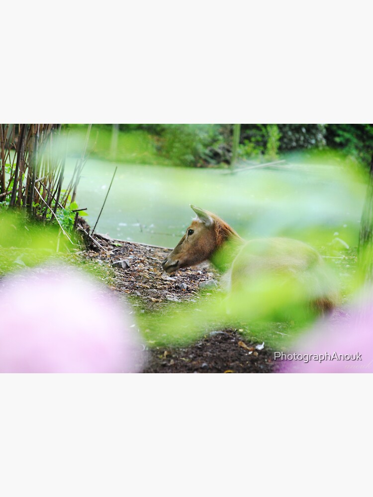 "camouflaged doe" Sticker by PhotographAnouk | Redbubble