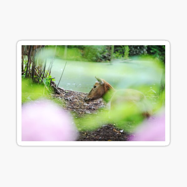 "camouflaged doe" Sticker by PhotographAnouk | Redbubble