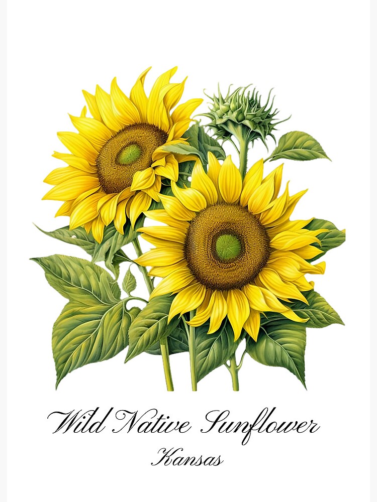 Kansas State Flower 4x6 Postcard The Sunflower State Kansas Official