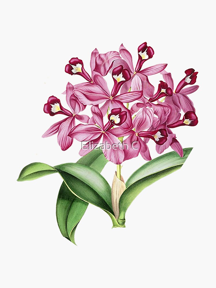 "orchid sticker" Stickerundefined by Elizabeth C | Redbubble