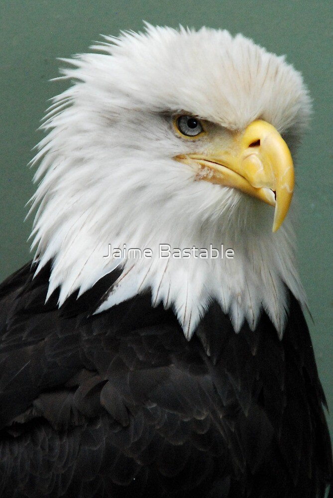"Fierce Eagle" by Jaime Bastable | Redbubble