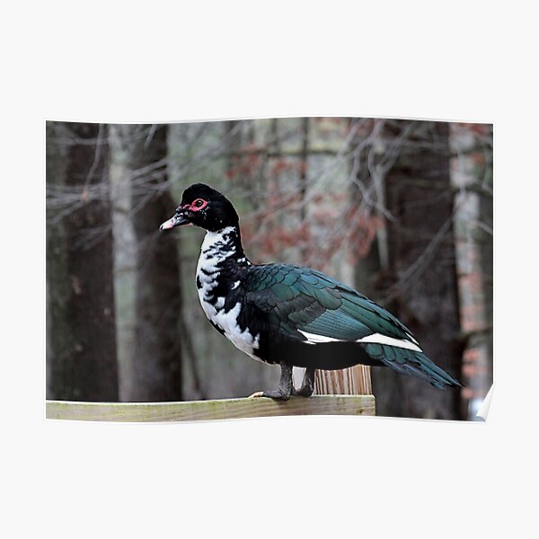 "Muscovy duck" Poster for Sale by backyardwonders | Redbubble