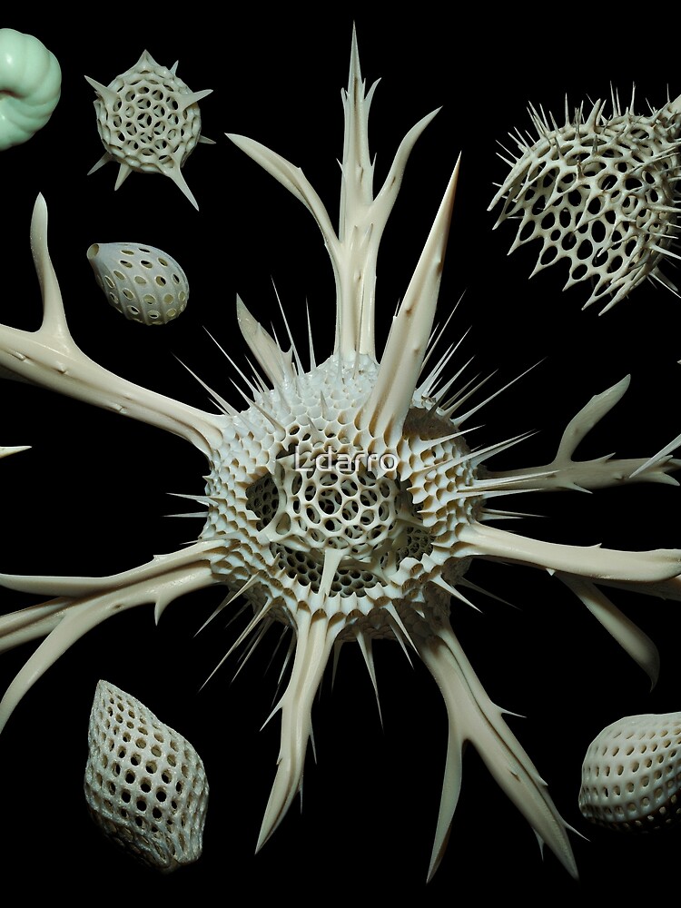 "Radiolaria et Foraminifera" T-shirt by Ldarro | Redbubble