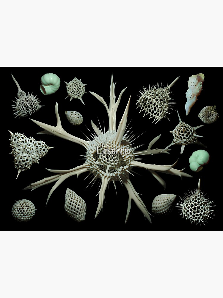 "Radiolaria et Foraminifera" Poster by Ldarro | Redbubble