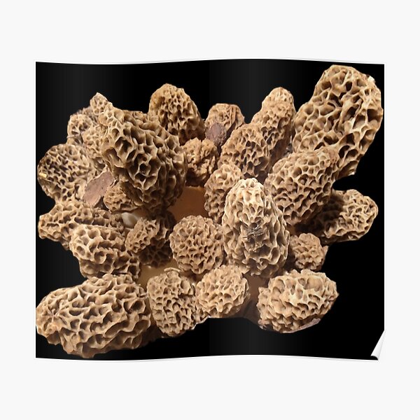 "Morel Mushroom Cluster" Poster for Sale by natnat7w | Redbubble