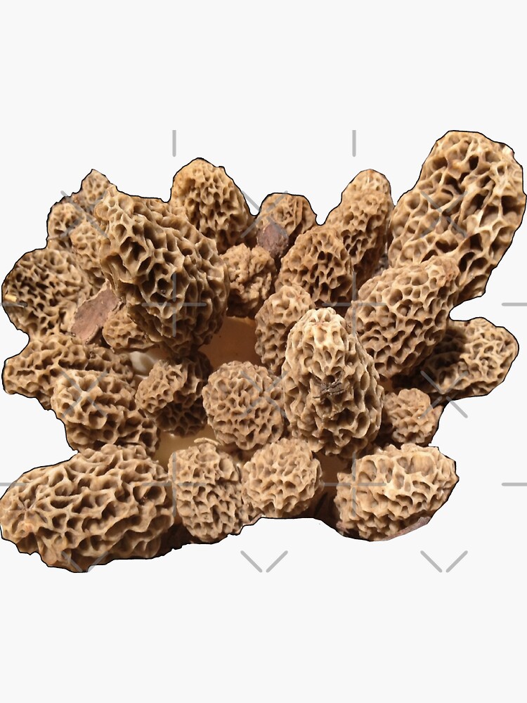 "Morel Mushroom Cluster" Sticker for Sale by natnat7w | Redbubble