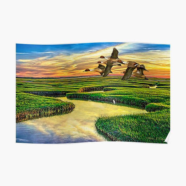 "Pintail Ducks " Poster for Sale by Skyviper | Redbubble