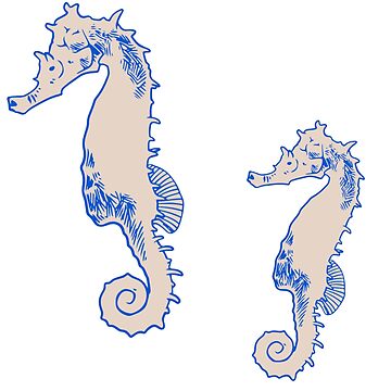 "Blue and tan seahorses" Sticker for Sale by Allie Rockhill | Redbubble