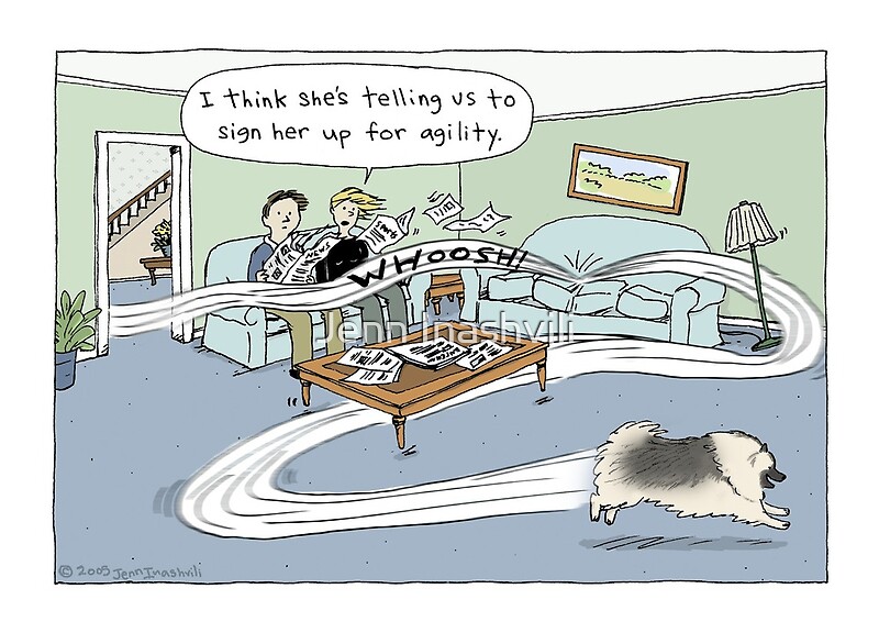 "Keeshond Agility Dog Cartoon" by Jenn Inashvili | Redbubble