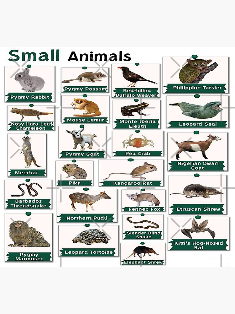 "List of Animals that are Small" Poster for Sale by AzalaiBubbles ...