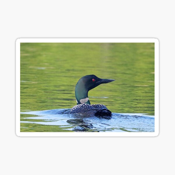 "Common Loon Profile" Sticker for Sale by debop1 | Redbubble