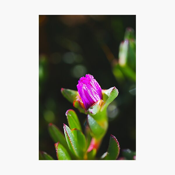 Pigface Gifts & Merchandise for Sale | Redbubble