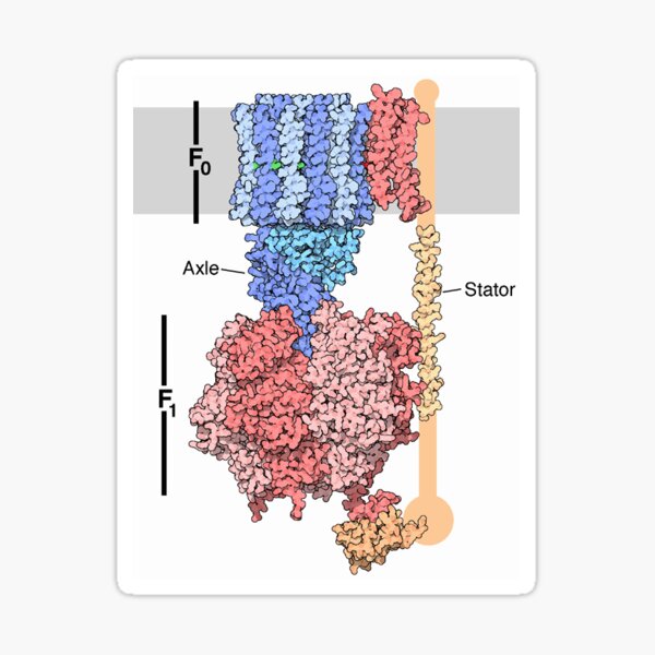 "ATP Synthase" Sticker by bionicle88 | Redbubble