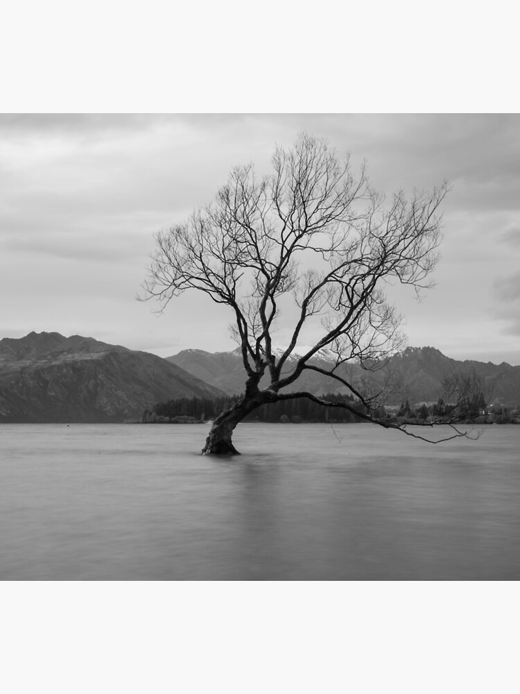 "Wanaka Tree New Zealand" Poster by jwatts | Redbubble