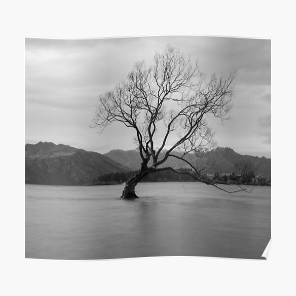 "Wanaka Tree New Zealand" Poster by jwatts | Redbubble
