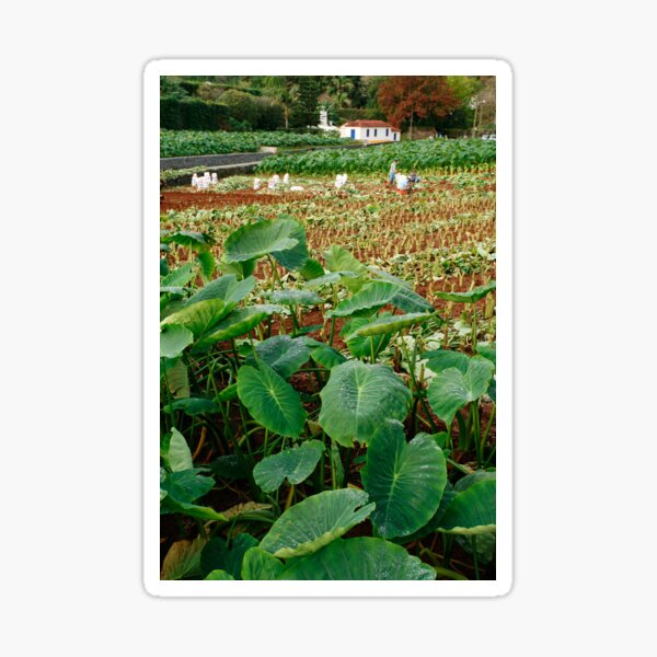 "Taro field" Sticker by gavila | Redbubble
