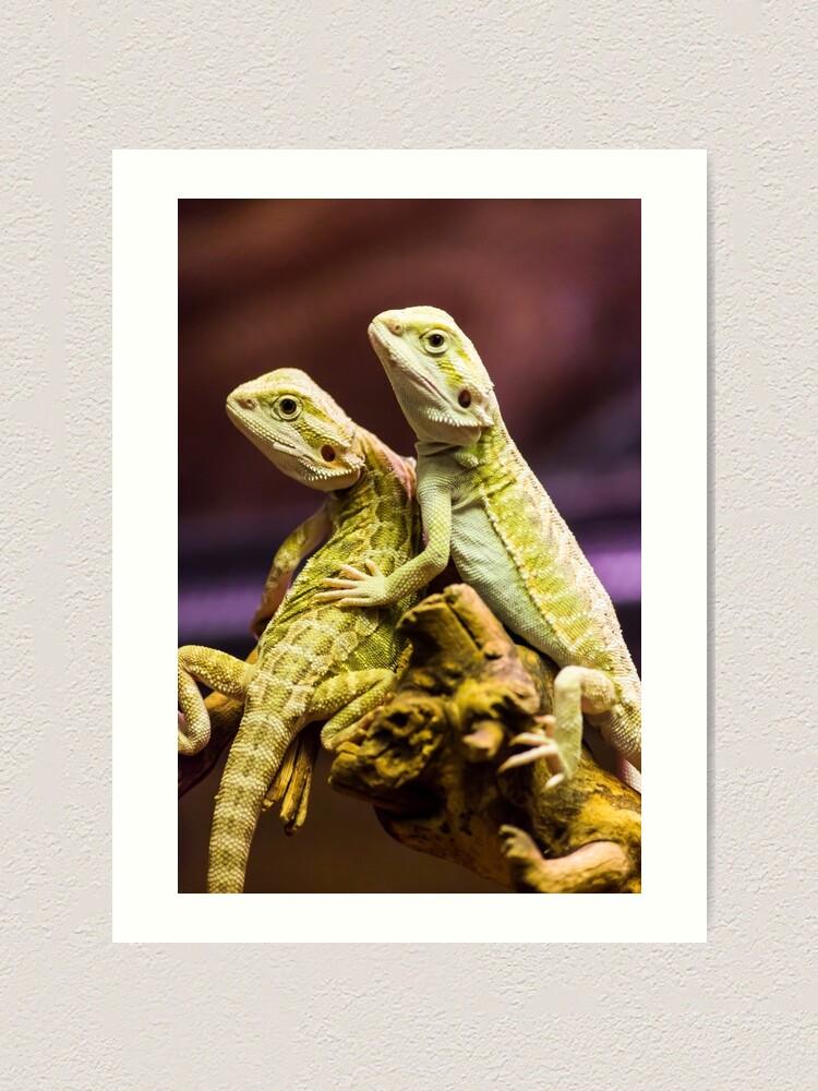 "Lizards in Love" Art Print by baneling | Redbubble