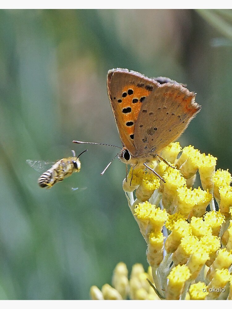 "vr 3282a / finition 2023 - Okaio-Olao Créations Olavia" Sticker for ...