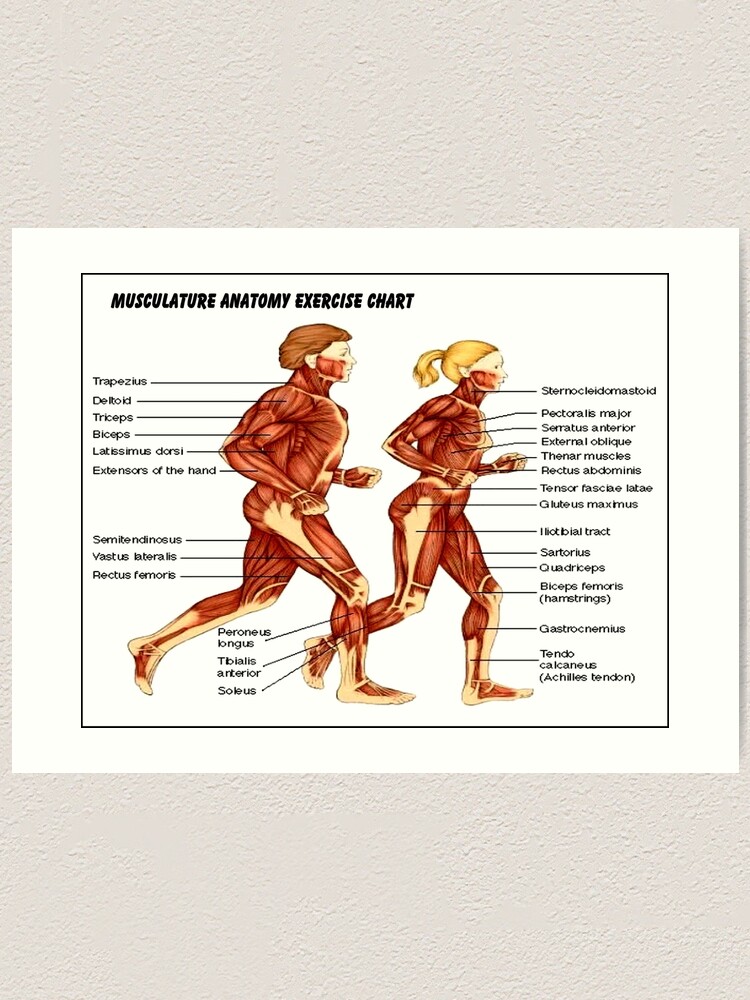 "MUSCULATURE ANATOMY EXERCISE CHART PRINT" Art Print by posterbobs ...