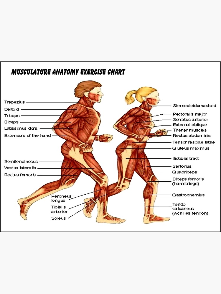 MUSCULATURE ANATOMY EXERCISE CHART PRINT Metal Print For Sale By MUSCULATURE ANATOMY EXERCISE CHART PRINT Metal Print For Sale By