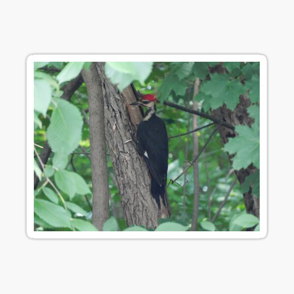 "The pileated woodpecker" Sticker for Sale by Zarabeaver | Redbubble