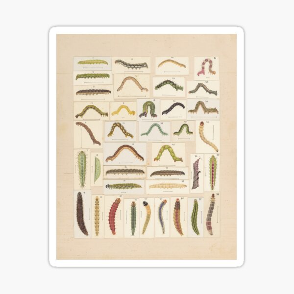 "Insects Reference Book: Caterpillars" Sticker for Sale by Federica ...