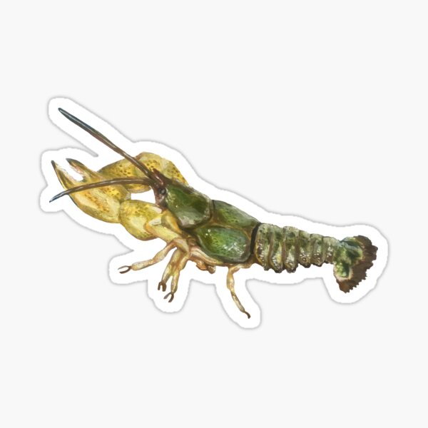 Crawdad Merch & Gifts for Sale | Redbubble