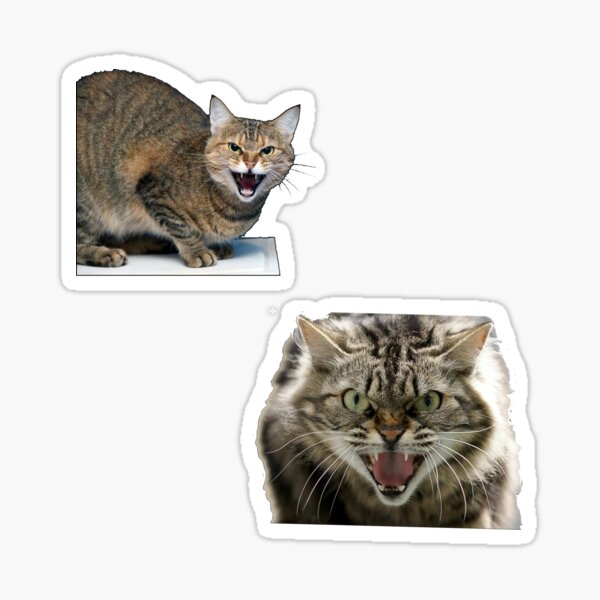 "Funny Cat Meme Pack" Sticker for Sale by oldpussboss | Redbubble