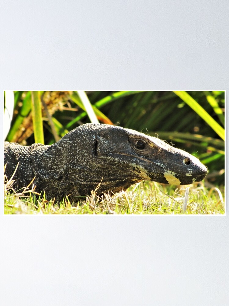 "Goanna" Poster by DavidPeake | Redbubble