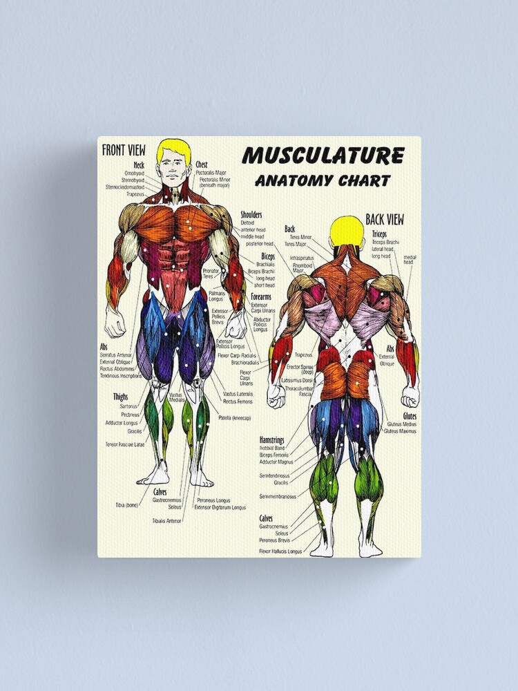 "MUSCULATURE : Body Building Anatomy Chart Print" Canvas Print for Sale ...