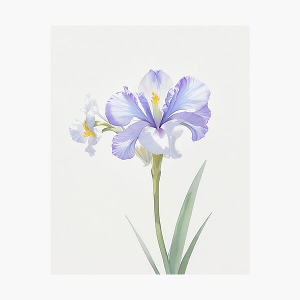 "February Iris Birth Flower - Elegance and Wisdom in Bloom ...