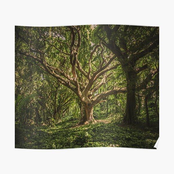 "Green Tree" Poster for Sale by PhotoStore | Redbubble