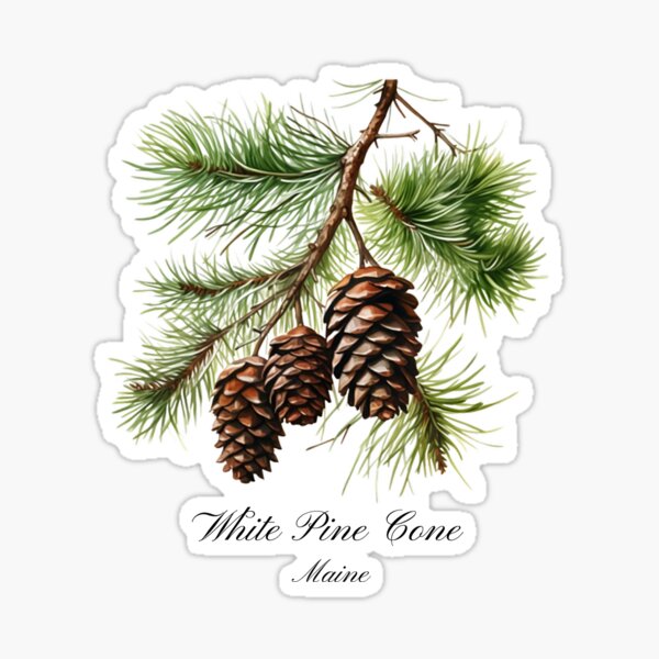 "Maine State Flower- White Pine Cone" Sticker for Sale by bjfeutz ...
