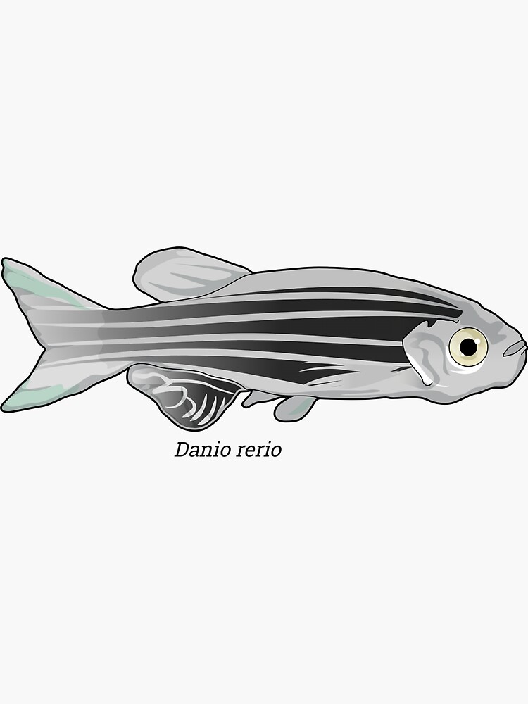 "Danio - zebrafish" Sticker for Sale by Wittylot | Redbubble