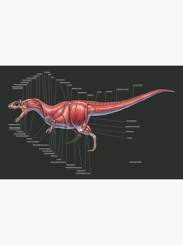 "Allosaurus Fragilis Muscle Study" Sticker by Thedragonofdoom | Redbubble