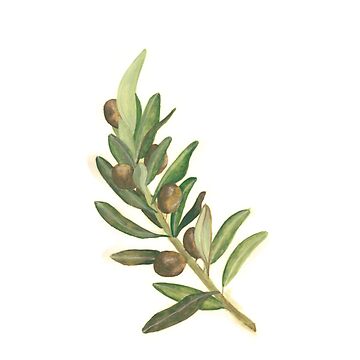 "Olive Branch" Sticker for Sale by jmghannam | Redbubble