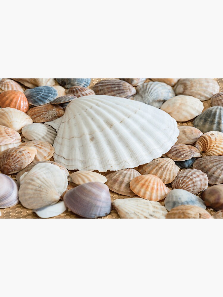 "Sea Shells" Sticker for Sale by CrazyDaisyGifts | Redbubble