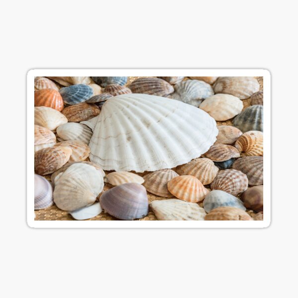 "Sea Shells" Sticker for Sale by CrazyDaisyGifts | Redbubble