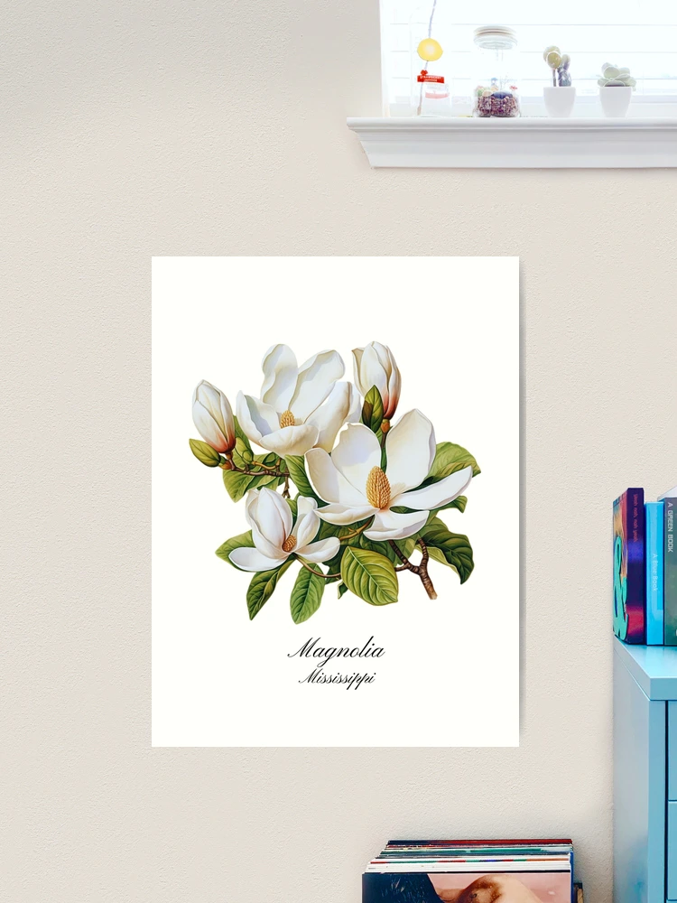 Mississippi Magnolia Flower Magnolia 'Aashild Kalleberg'