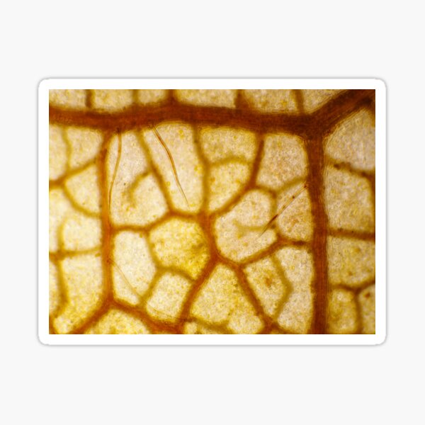 "Red autumn maple leaf under the microscope" Sticker for Sale by ...
