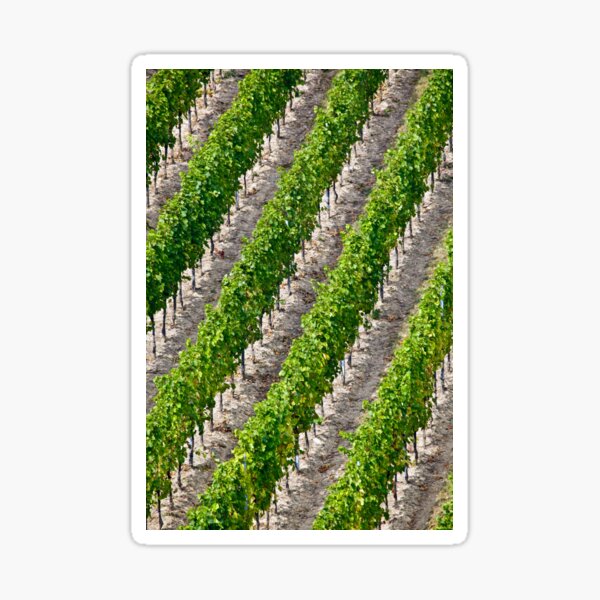"French vineyard (C006/9313)" Sticker for Sale by SciencePhoto | Redbubble